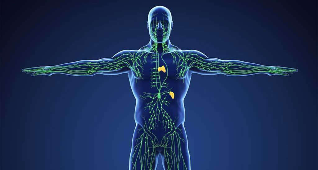 La importancia del sistema linfático - Vital Canarias